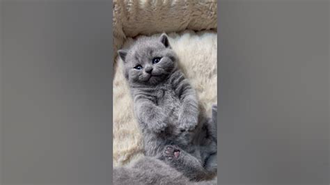 უსაყვარლესი ბრიტანული კნუტი ♥️ ბრიტანულიკნუტი ბრიტანულიკატა Kitten