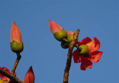 Facts About Red Silk Cotton Tree Indian Cottonwood Health Benefits