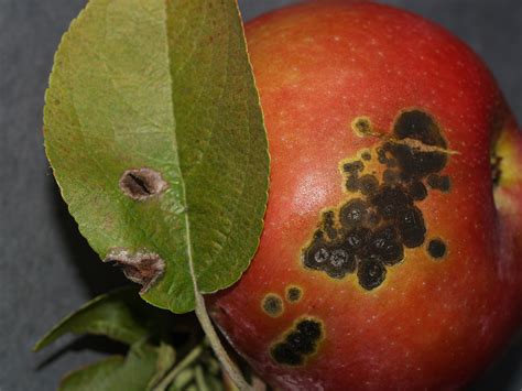 Apple Scab Cooperative Extension Insect Pests Ticks And Plant Diseases University Of