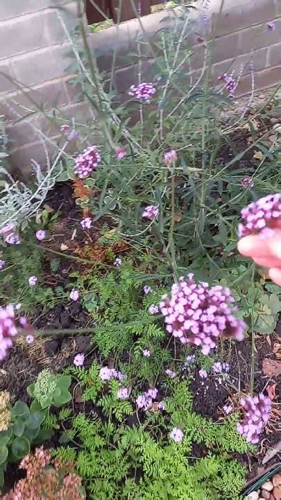 Вербена Бонарская Финесс. Новинка моего летнего сезона. - YouTube