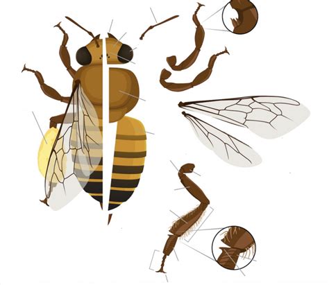 Entomology Oneo Diagram Quizlet