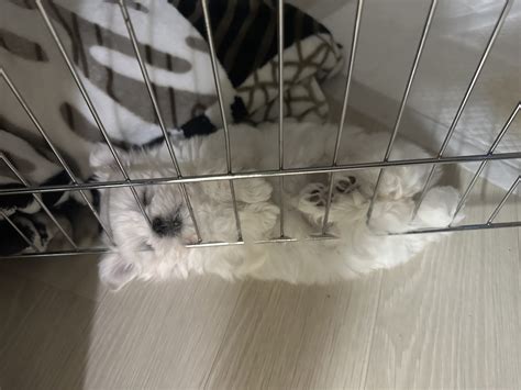 미모 대박 퓨어크림말티푸 강아지무료분양 유기견보호센터