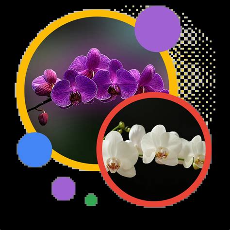 Anggrek Orchid Glossary