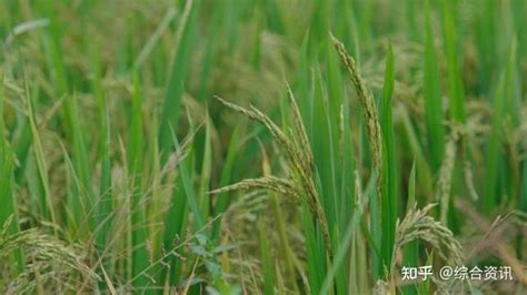 一棵树、一粒稻、一瓢饮，尽金融之力护一方“平安” 知乎