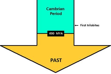 Timeline Ent 425 General Entomology