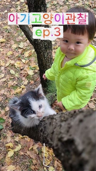 아기고양이와 18개월 아기의 만남 아기고양이 냥이 Cat Youtube