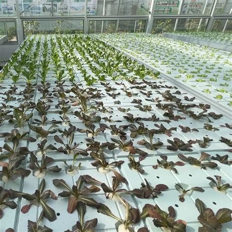 Hydroponic System For Strawberries Pvc Gutter Moving Gulley System