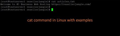 Efficiently Use The Cat Command To Quickly Display File Contents On The