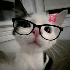 Cute Cats Wearing Glasses