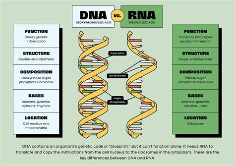 Dna Vs Rna Whats The Difference Earth How