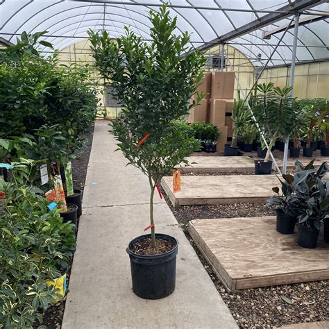 Citrus Tri State Foliage