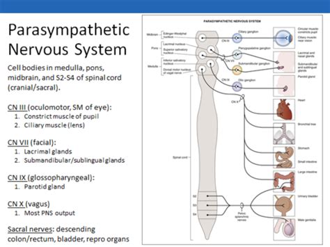 Biol 155 Tutorial 10 Flashcards Quizlet