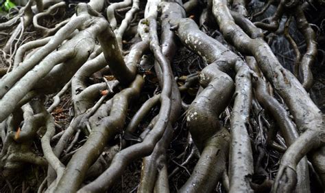 Plants On Walls Easy Affordable Living Walls You Can Grow 04 Harbin Hot Springs Ficus Root