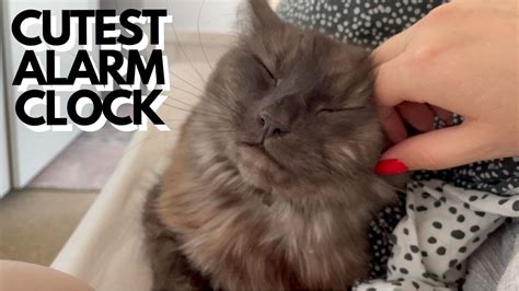 Cuddley Cat Wakes Me Up Youtube