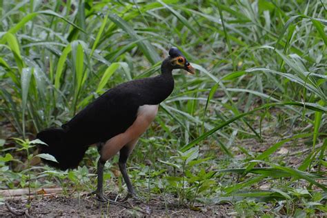 Meet The Birds That Nest On Volcanoes Cliffs And Other Places Youd