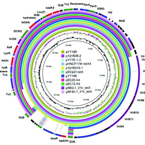 Schematic Maps Of Multiple Plasmids A Circular Map Of Pyy186 A