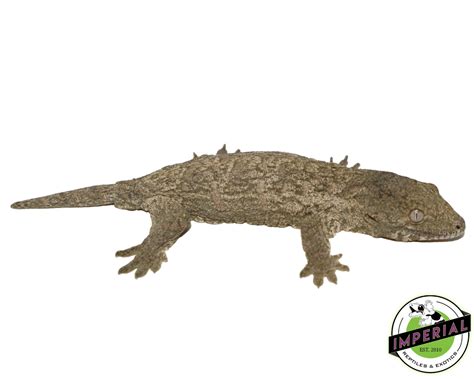 Nu Ami Leachianus Gecko For Sale Imperial Reptiles Imperial Reptiles And Exotics
