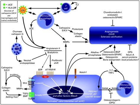 Aortic Valve Calcification Basic Science To Clinical Practice Heart