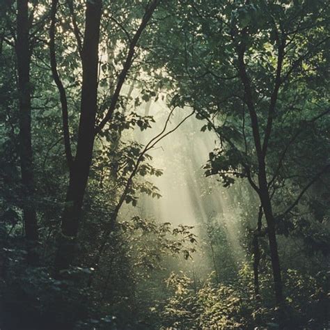 Free Misty Forest Morning Image Forest Mist Sunlight Download At
