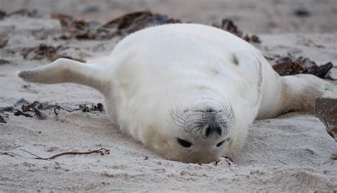 Robben Foto And Bild Tiere Wildlife Säugetiere Bilder Auf Fotocommunity