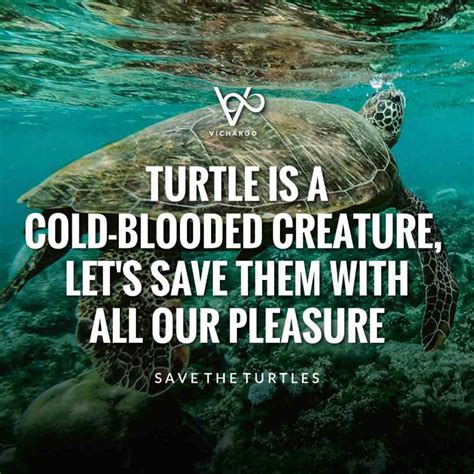 Turtle Is A Cold Blooded Creature Lets Save Them With All Our