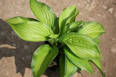 Hosta Guacamole Creekside Nursery