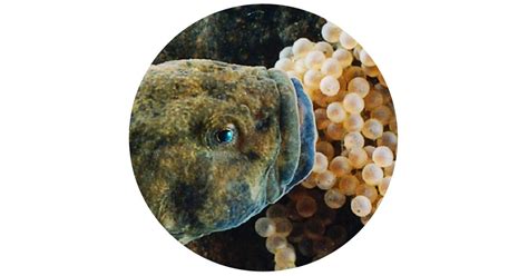 How To Take Care Of Fish Eggs Intelligencesupply16