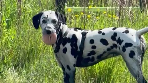 Skistar Manuel Feller Hat Seine Langjährige Freundin Selina In Schladming Geheiratet