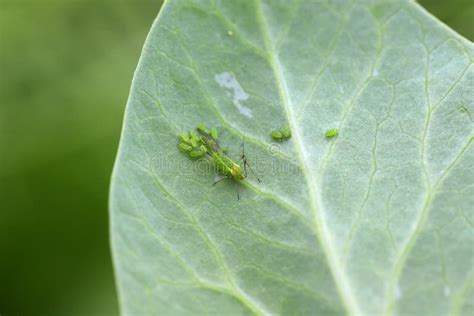 Pea Aphid Acyrthosiphon Pisum A Colony Of Wingless Individuals And A