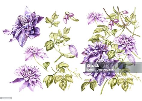 클레 마티스 꽃 꽃의 수채화에서 그림을 설정 합니다 꽃 카드 꽃입니다 식물 그림입니다 0명에 대한 스톡 벡터 아트 및 기타 이미지 0명 계절 고풍스런 Istock