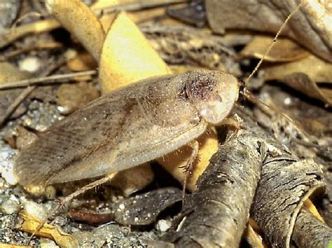 Desert Cockroach Arenivaga Sp Male 1 Arenivaga Erratica Bugguidenet