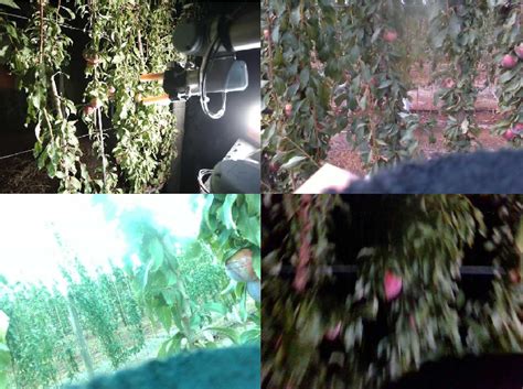 Figure 1 From Dataset And Performance Comparison Of Deep Learning Architectures For Plum