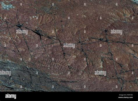 Precambrian Fossils Mistaken Point Unesco World Heritage Site Avalon Peninsula Newfoundland