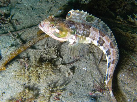 Sarcastic Fringehead L Aggressive Our Breathing Planet