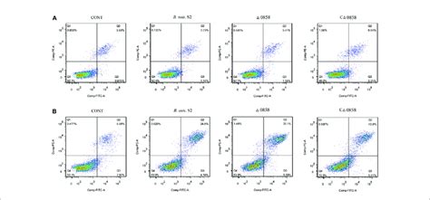 Representative Flow Cytometry Dot Plots Of Apoptosis By Annexin Vpe