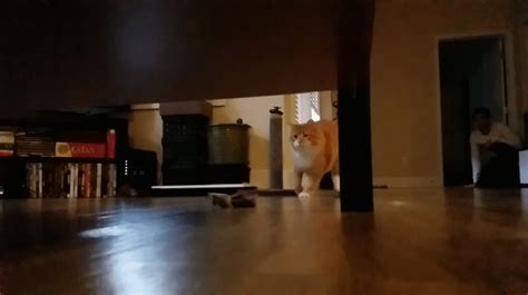 Franklin Is Drift King  On Imgur