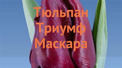 Тюльпан обыкновенный Маскара (tulipa mascara) 🌿 Маскара обзор: как ...