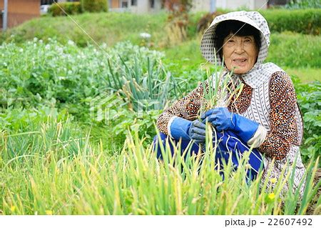 畑で農作業をする高齢者 田んぼ 農業 農家 おばあさん 野菜作りの写真素材 [22607492] Pixta