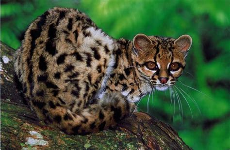 Pin By Nadja Masura On Animals Animals Volunteer Wildlife