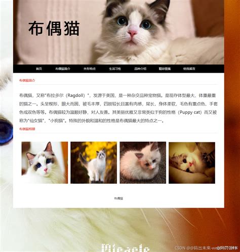 html5期末大作业：宠物网站设计——布偶猫 7页 带留言板 html css javascript web结课作业的源码 web网页设计实例