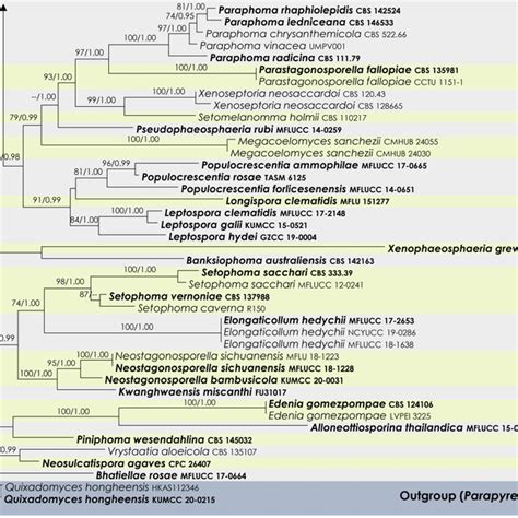 raxml tree based on a combined dataset of partial ssu lsu its tef1