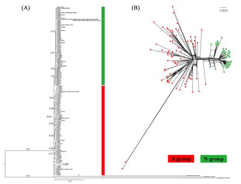 A Bayesian Tree Based On Concatenated Mitochondrial Haplotypes