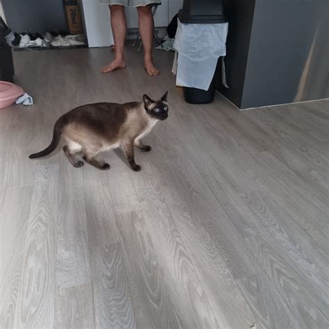 루이네 홈케어 후기 웰시코기 치와와 닥스훈트 고양이입양 요크셔테리어 토이푸들 유기견보호소 러시안블루 강아지무료분양 고양이무료분양 도그마루 보호소 유기견 강아지입양