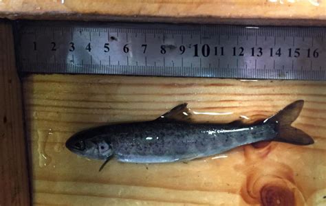 Smolt sampling on the Bladnoch