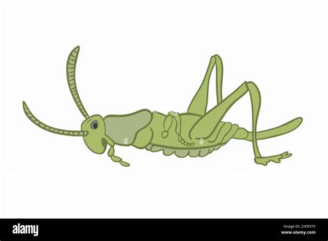 Vector Isolated Illustration Of Female Jumping Grasshopper Stock Vector