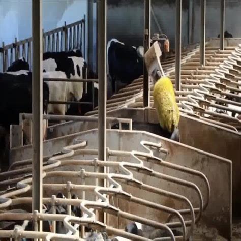 Cattle Object Detection Model V Pm By CattleDetector