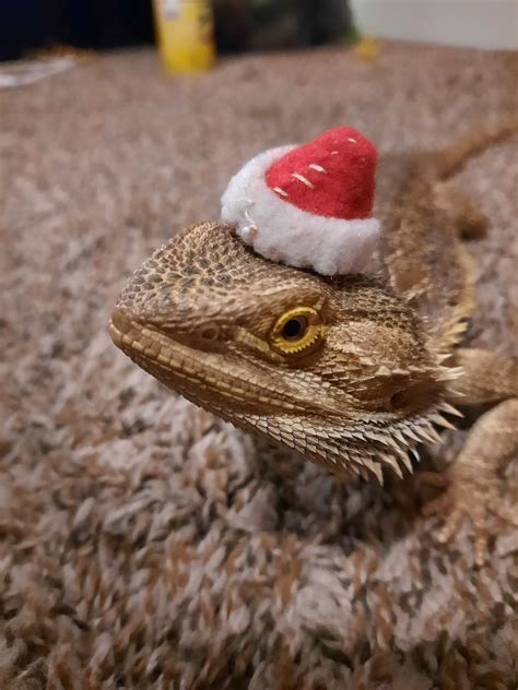 Mimic System On Tumblr