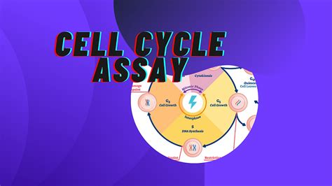 Cell Cycle Assay Nanoentek Blog