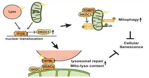 The Hkdc1 Protein Was Discovered To Be Critical In The Maintenance Of