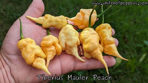 Tiberius Mauler Peach White Hot Peppers Llc